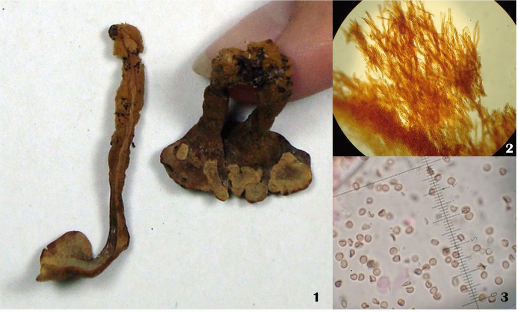 MIND.Funga – Monitoring and Inventorying Neotropical Diversity of Fungi