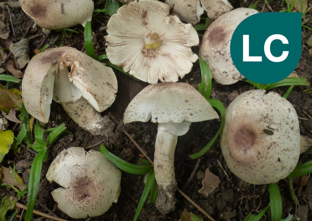 MIND.Funga – Monitoring and Inventorying Neotropical Diversity of Fungi