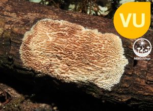 MIND.Funga – Monitoring and Inventorying Neotropical Diversity of Fungi