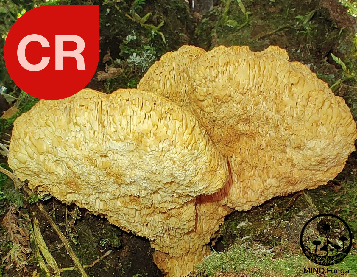 MIND.Funga – Monitoring and Inventorying Neotropical Diversity of Fungi