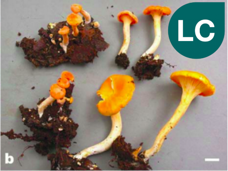 MIND.Funga – Monitoring and Inventorying Neotropical Diversity of Fungi